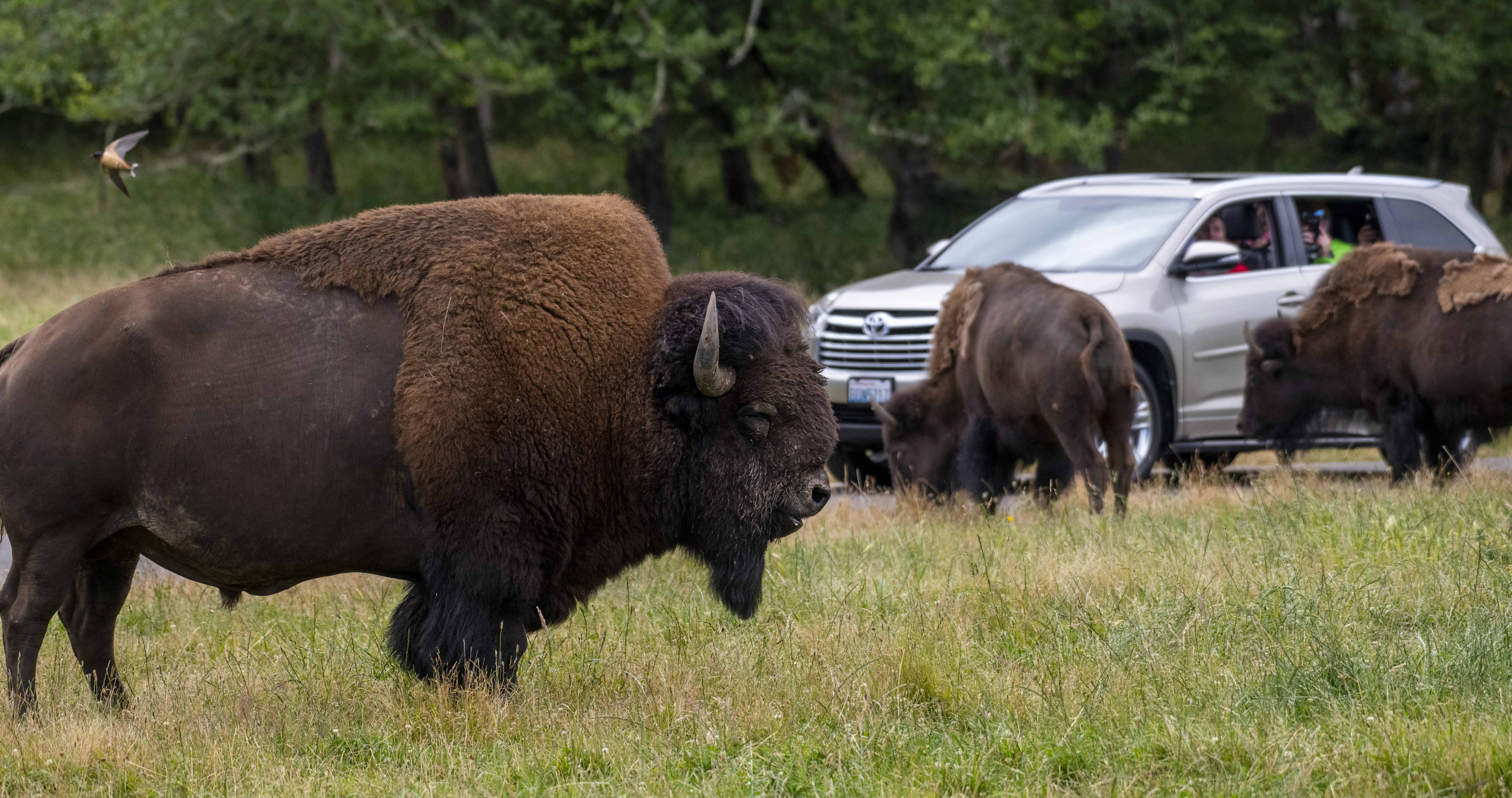 Meet the Wildlife at Northwest Trek - Visit Rainier