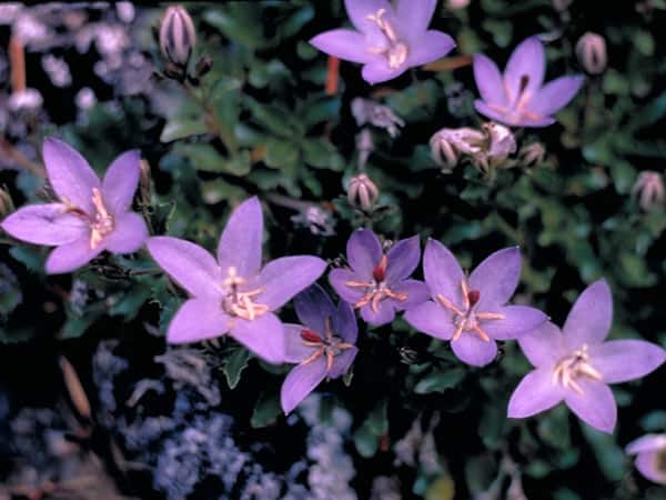 Bellflower - Visit Rainier