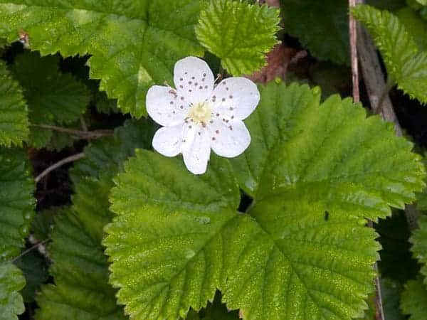 Raspberry, Creeping - Visit Rainier