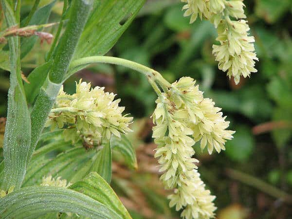 False Hellebore - Visit Rainier