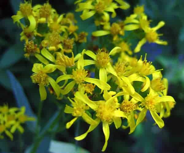 Groundsel, Ragwort - Visit Rainier