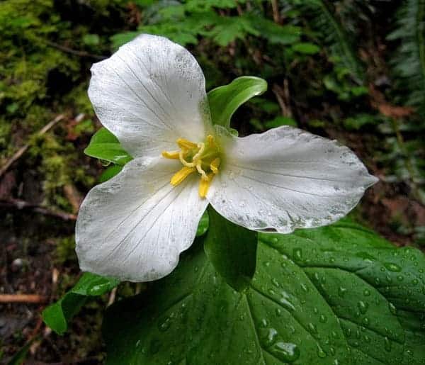 Trillium - Visit Rainier