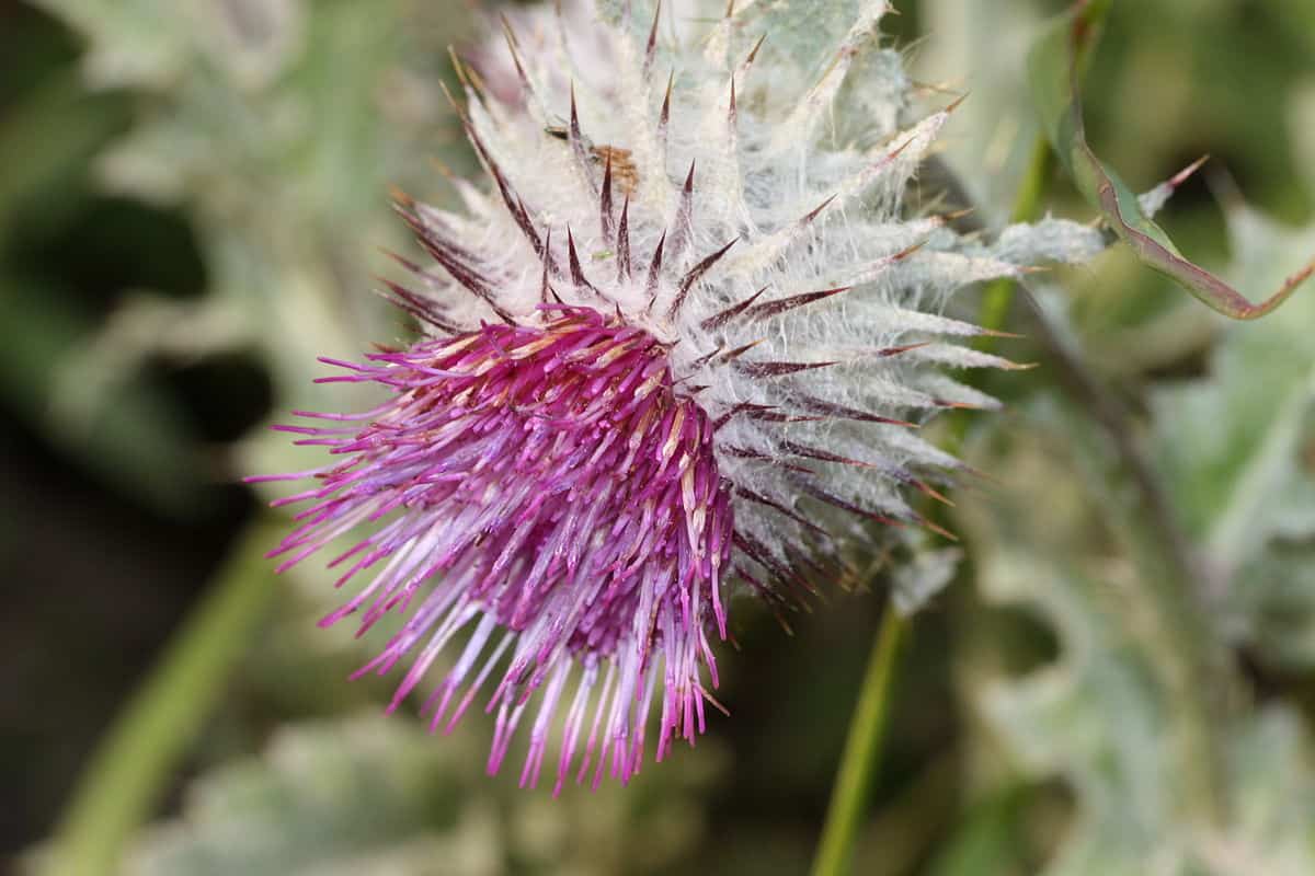 Indian Thistle - Visit Rainier