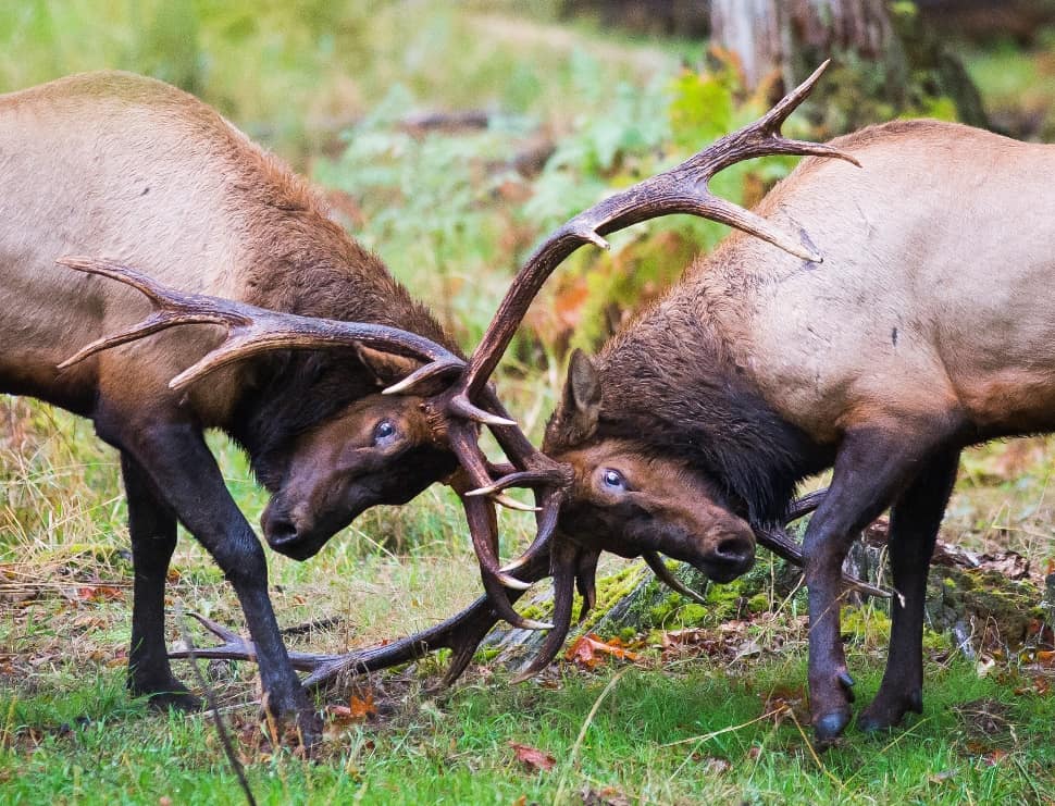 A Natural Show of Force: Elk Bugling and Sparring - Visit Rainier