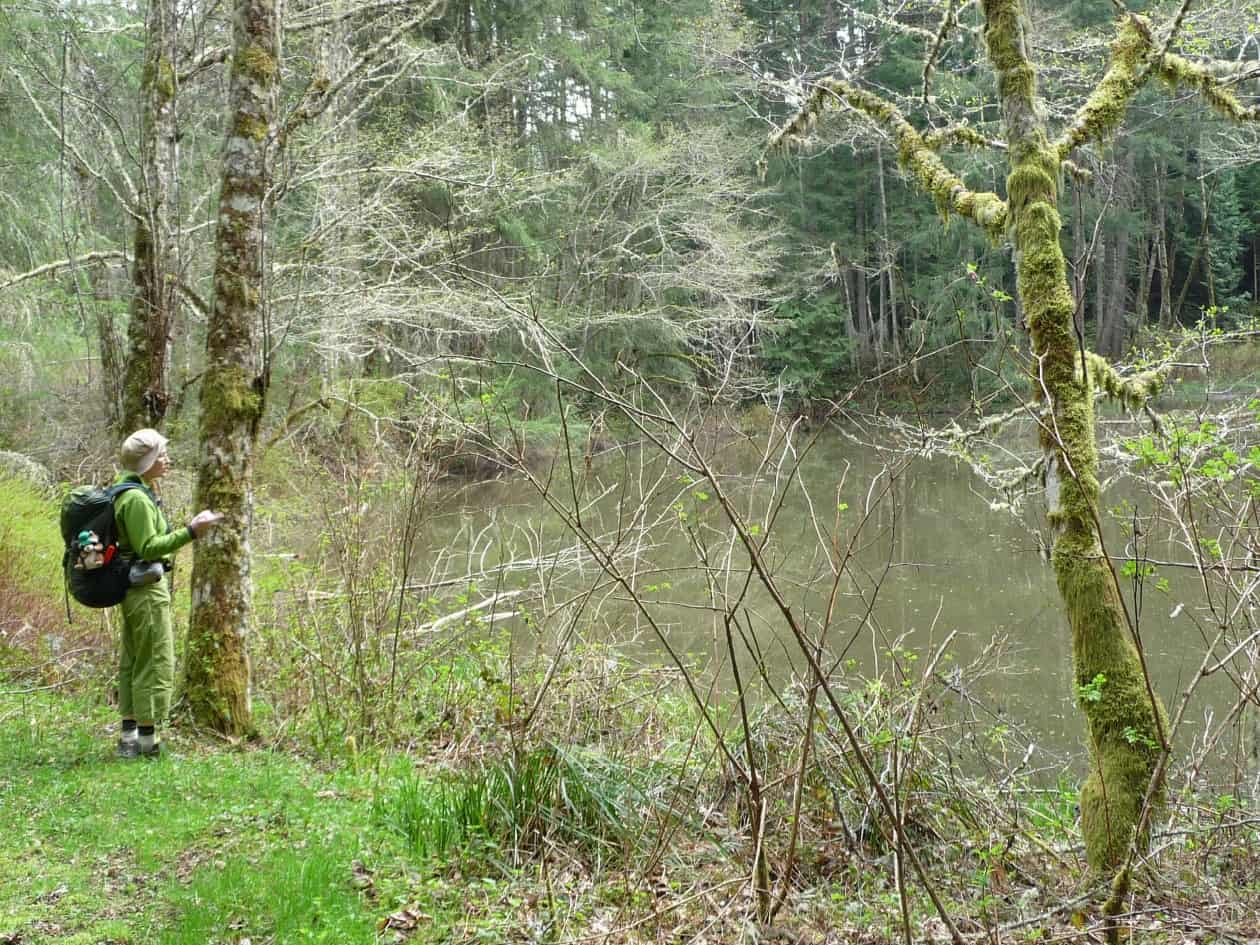 Explore the Pack Forest Trails - Visit Rainier