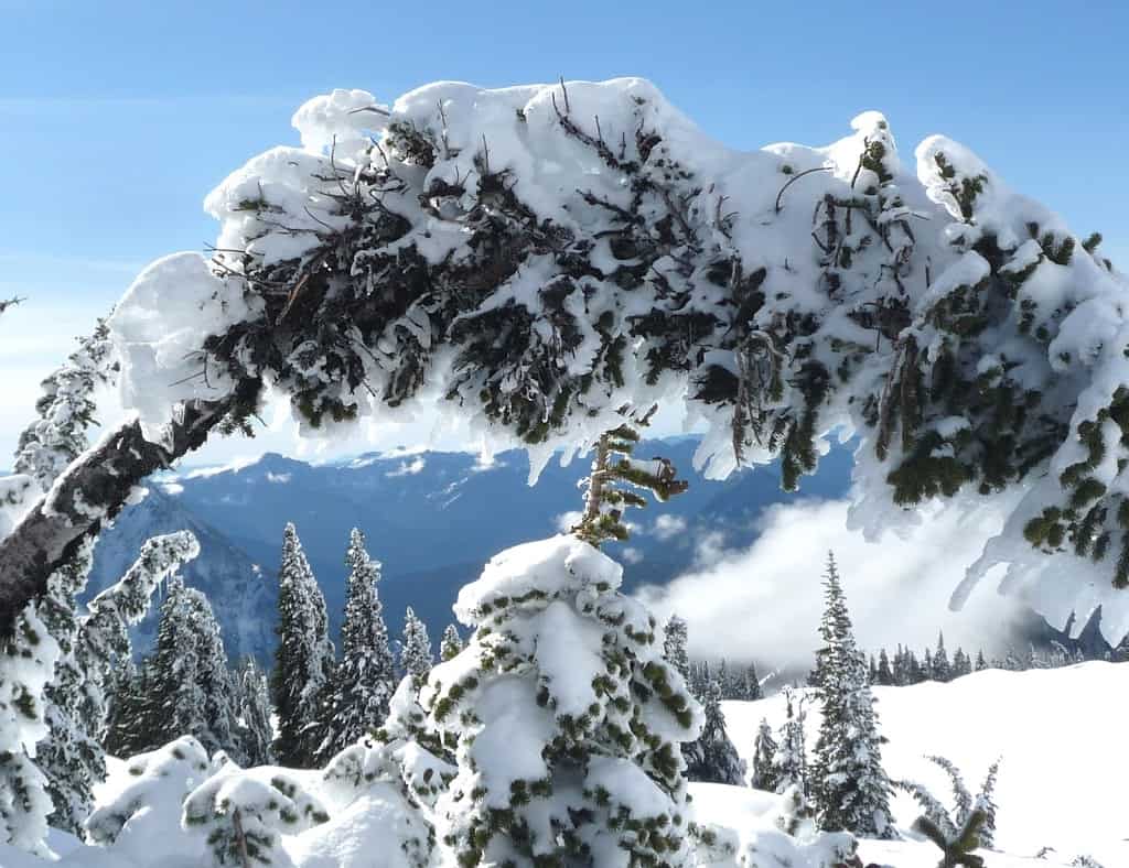 Snowshoe Mt. Rainier's Glacier Vista - Visit Rainier
