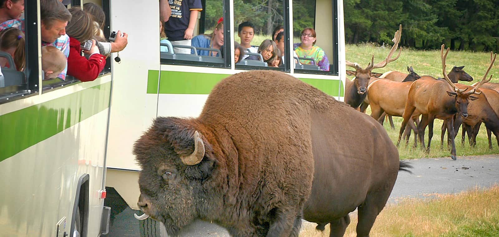 Northwest Trek Wildlife Park | Visit Rainier
