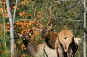 Mt. Rainier Scenic Byways Loop | Visit Rainier