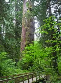 Driving Around the Mt. Rainier Loop | Visit Rainier