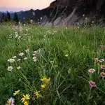 Emerald Ridge / Tahoma Creek - Visit Rainier