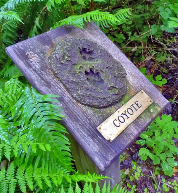 Woods Creek Watchable Wildlife Trail - Visit Rainier