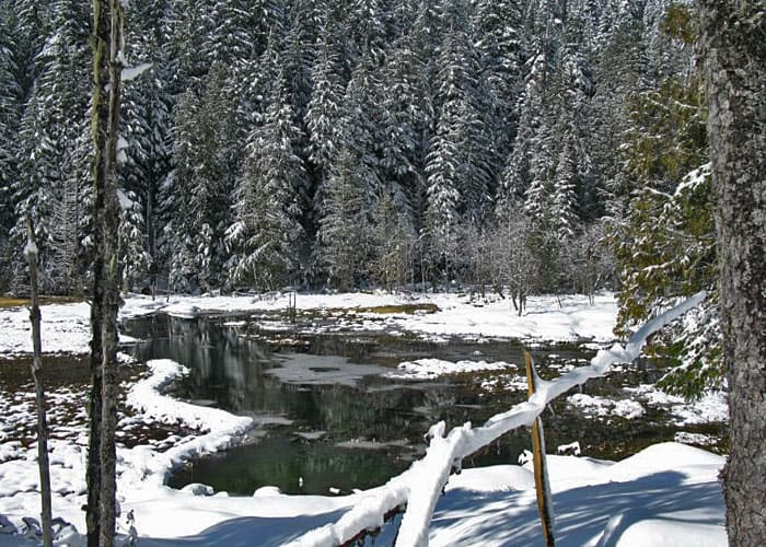 Rampart Ridge Trail Snowshoe - Visit Rainier