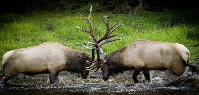 A Natural Show of Force: Elk Bugling and Sparring - Visit Rainier