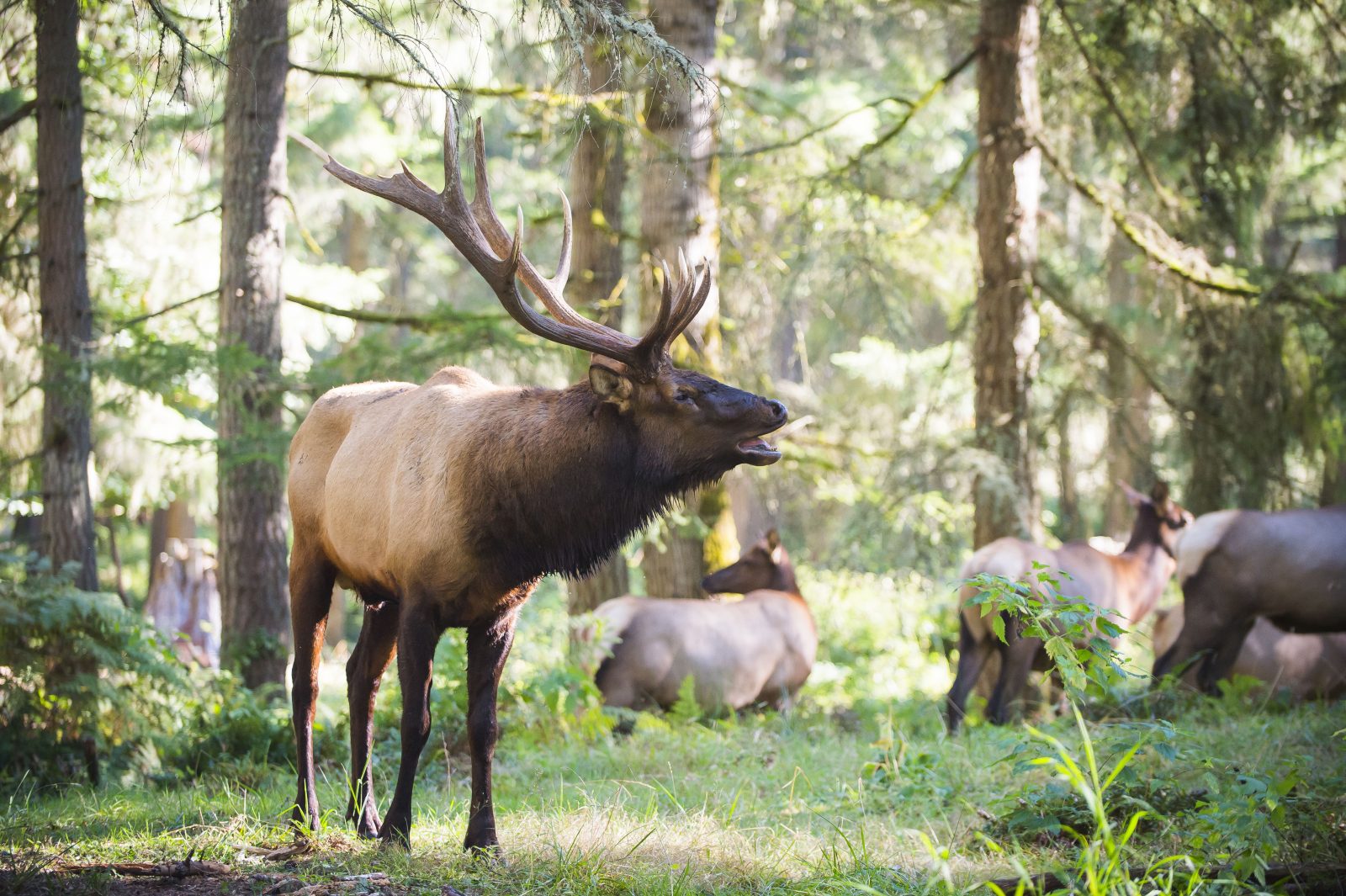 Elk Bugling Tours at Northwest Trek | Visit Rainier