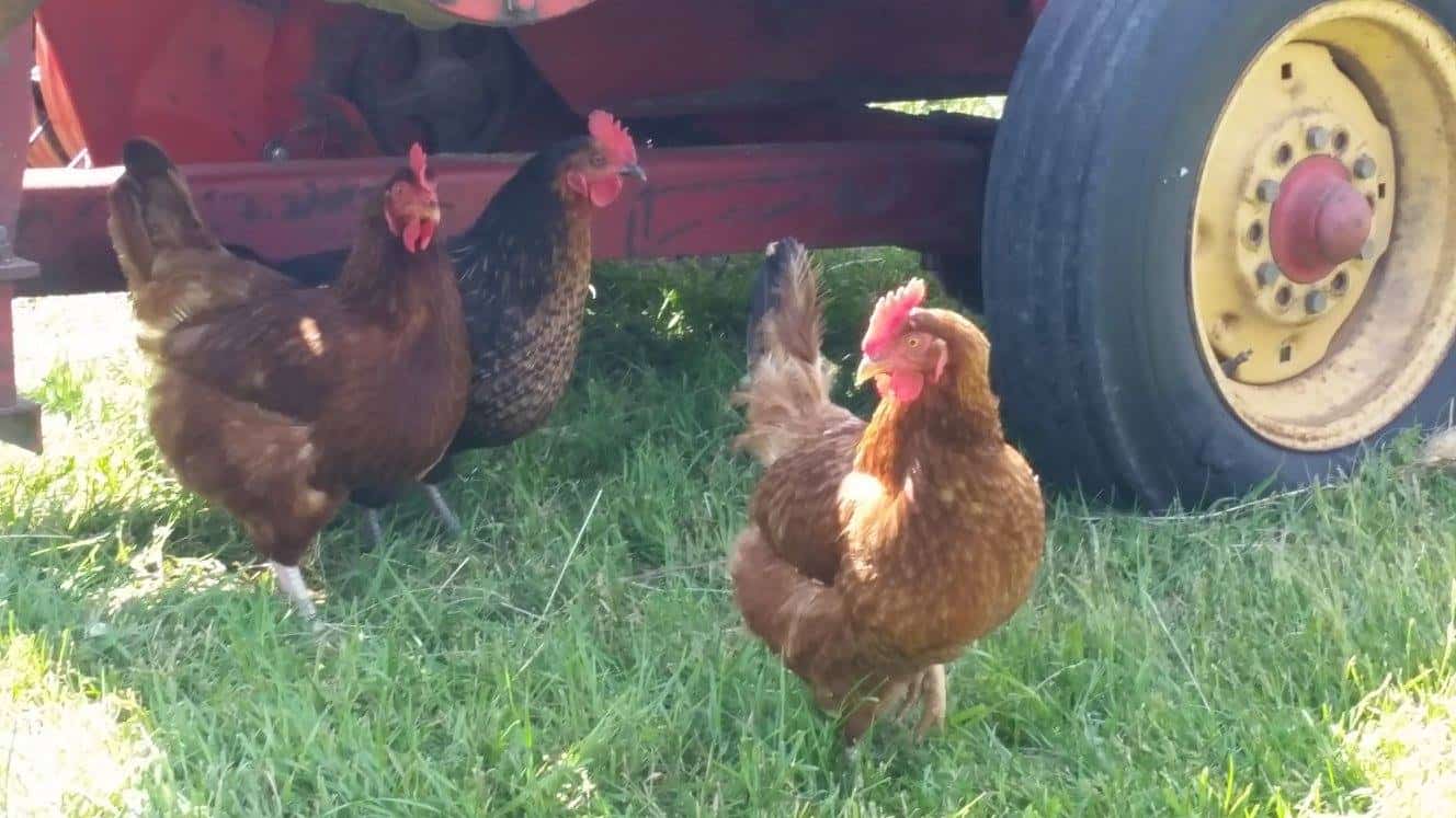 Visiting Frey Family Farm | Visit Rainier