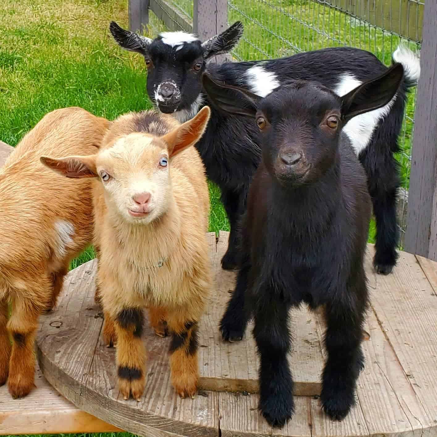 The Nest at Left Foot Farm - Visit Rainier