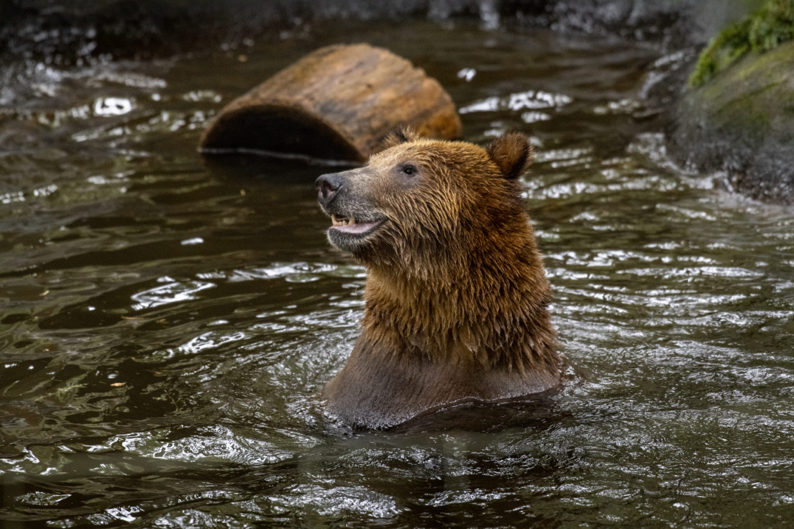 Animals Keeping Cool During August Heatwave - Visit Rainier