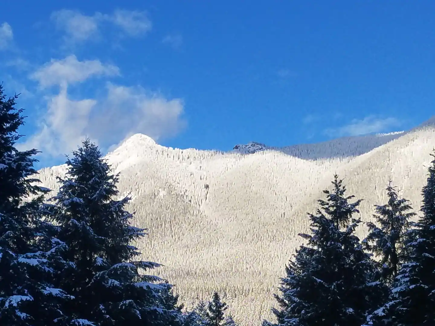 Forest Ridge Chalet - Visit Rainier