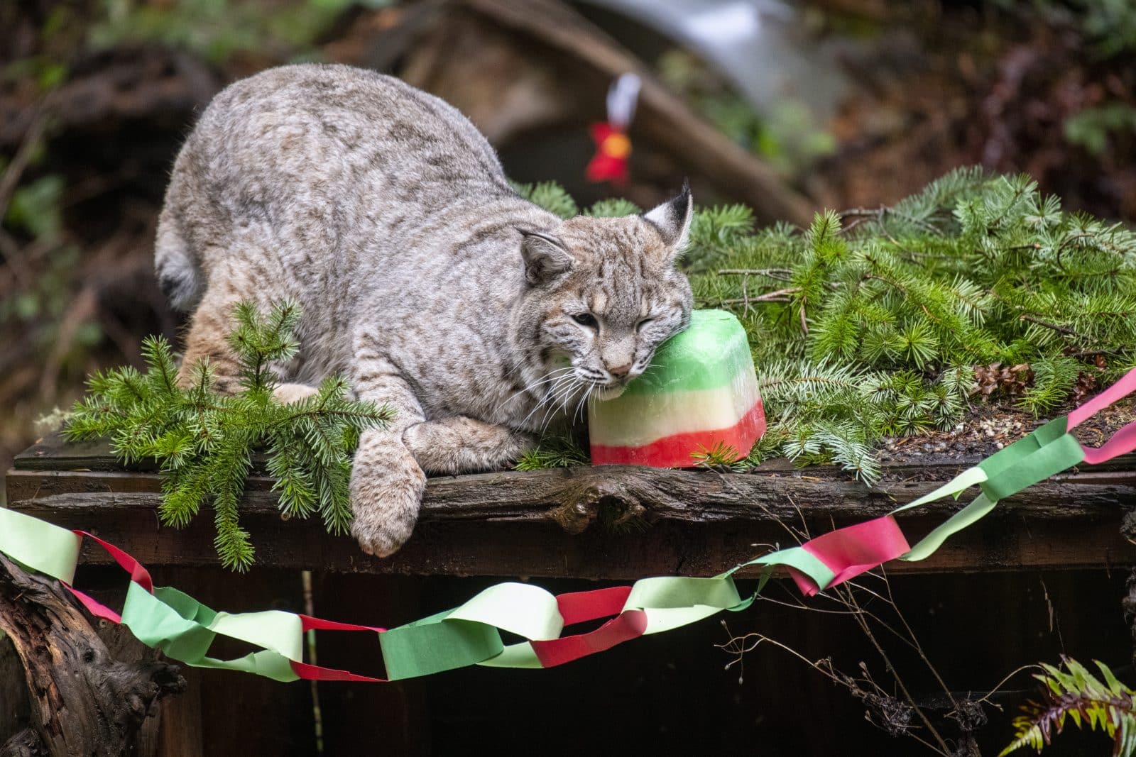 Winter Wildland at Northwest Trek this Holiday Season - Visit Rainier