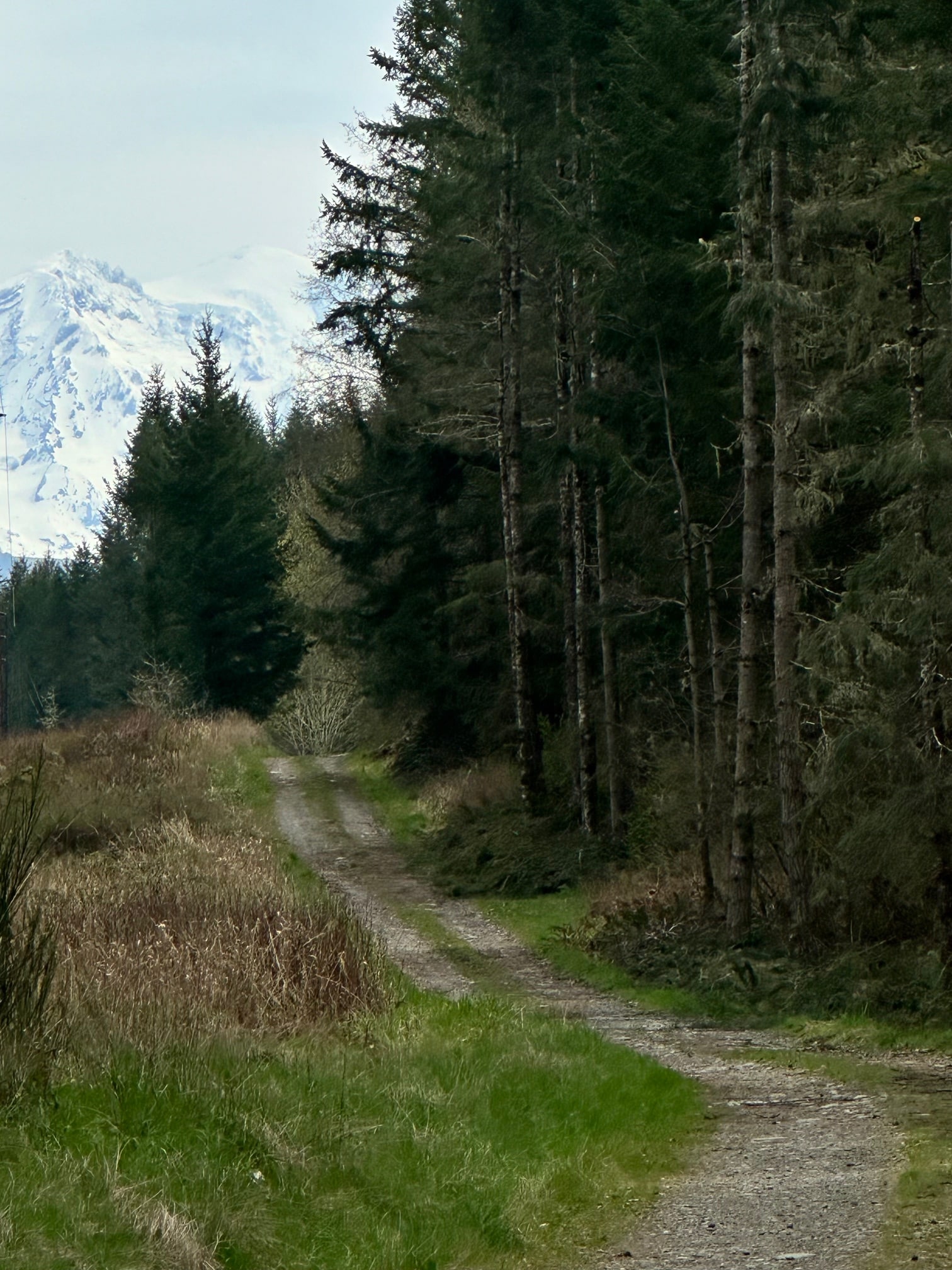 Mount Rainier Viewpoints | Scenic Spots Outside the National Park