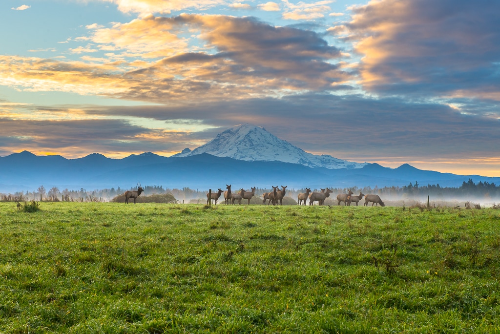 Best of Buckley - Visit Rainier