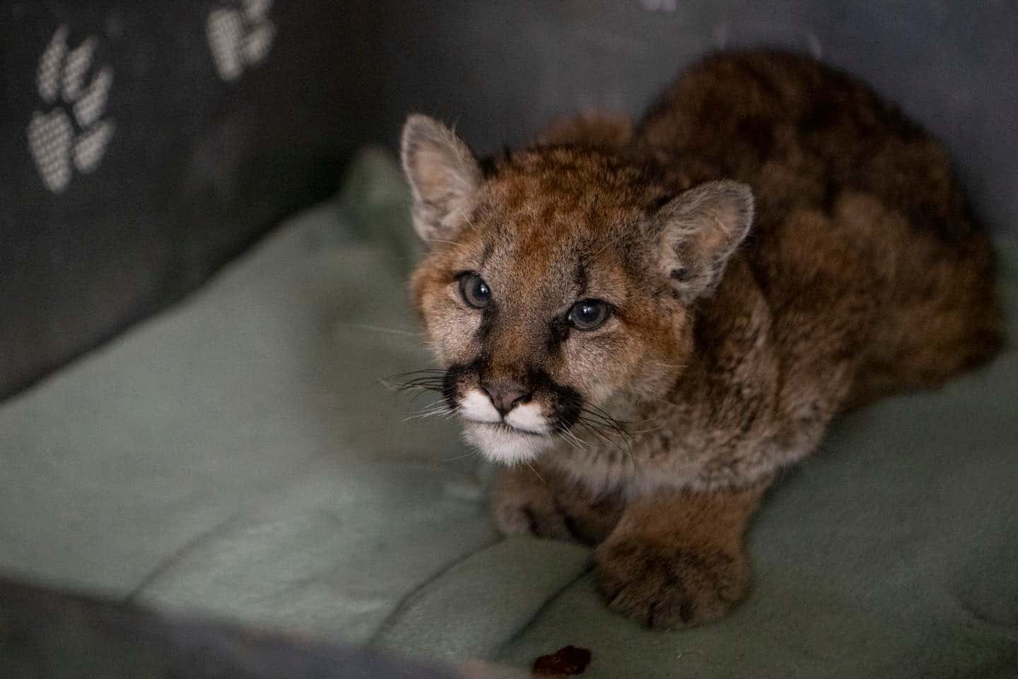 Orphaned Cougar Cub Rescued - Visit Rainier